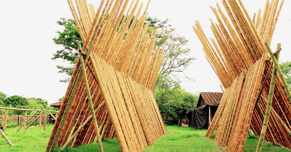La guadua debe ser un recurso agrícola