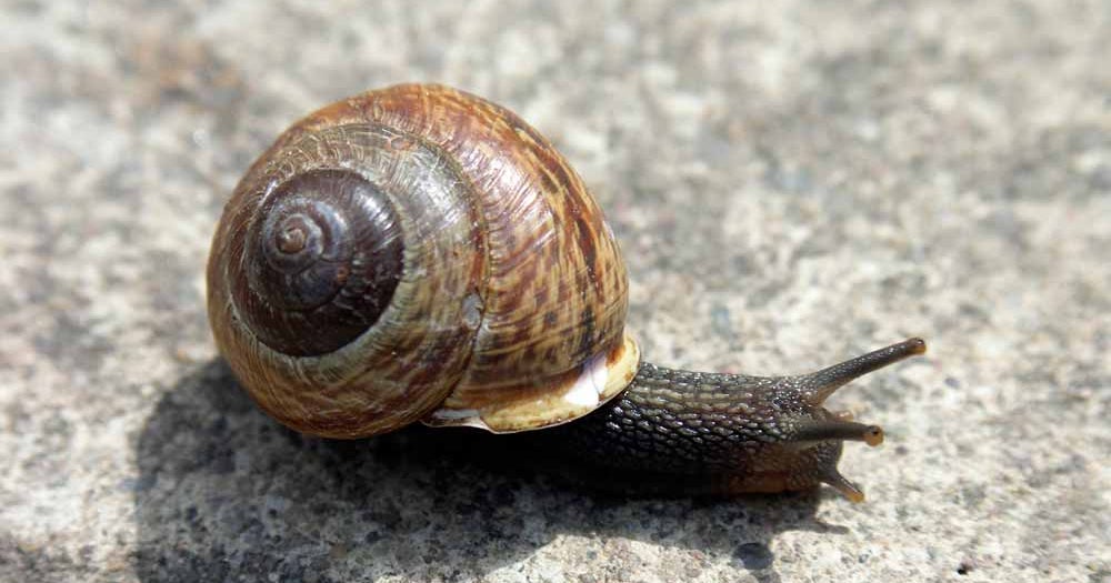 Productores de caracol se enfocan en los mercados internacionales
