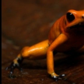 Rana colombiana está entre las 7 maravillas en extinción