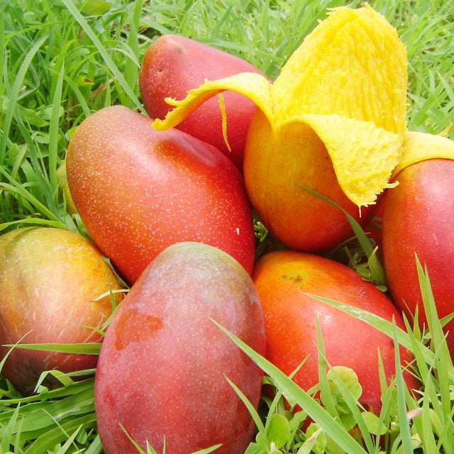 Vía libre a la exportación de mango en rodajas a EE.UU