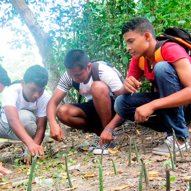 Más de 2.035 manglares sembrados por Agenda del Mar, Ecoral y Sativa