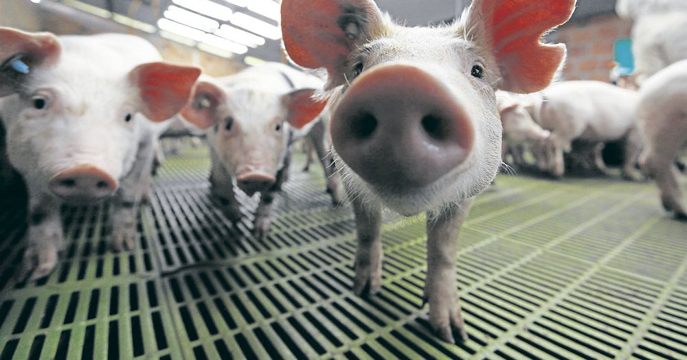 Consejos para entrar al negocio porcícola