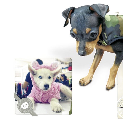 Se abre paso al ropero de los perros