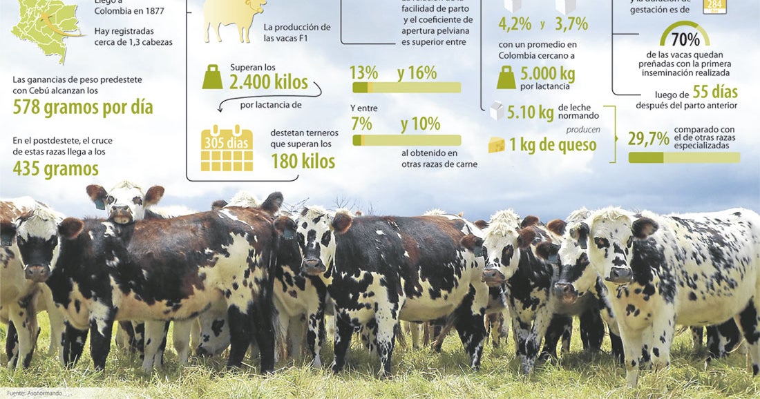 Ganado Normando Normande Cattle | CABI Compendium