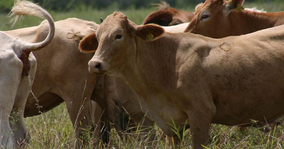 Sector pecuario, el que jalona el crecimiento de la economía agrícola: SAC