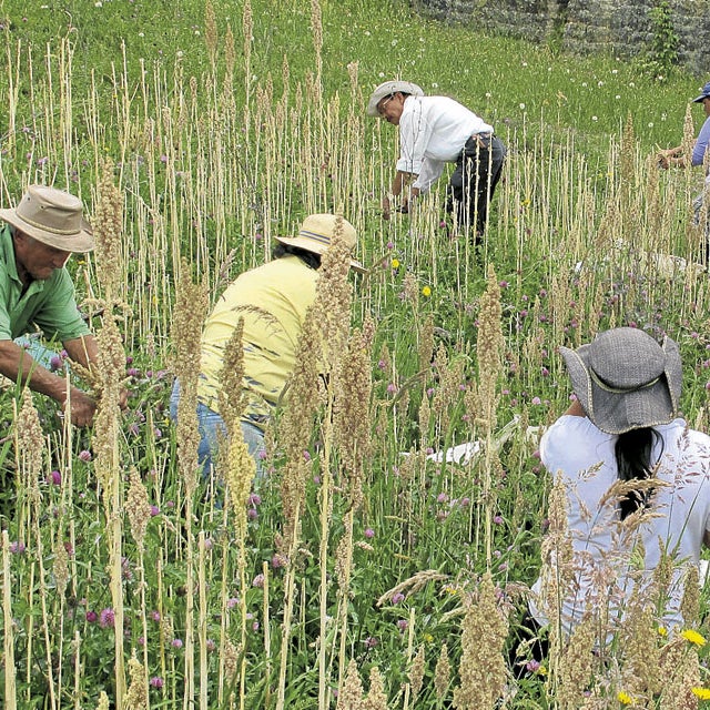 Factoría Quinoa aprovecha ventas online