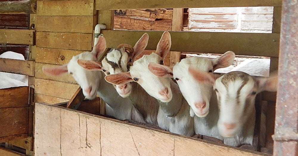 La estabulación en cabras permite mayor producción