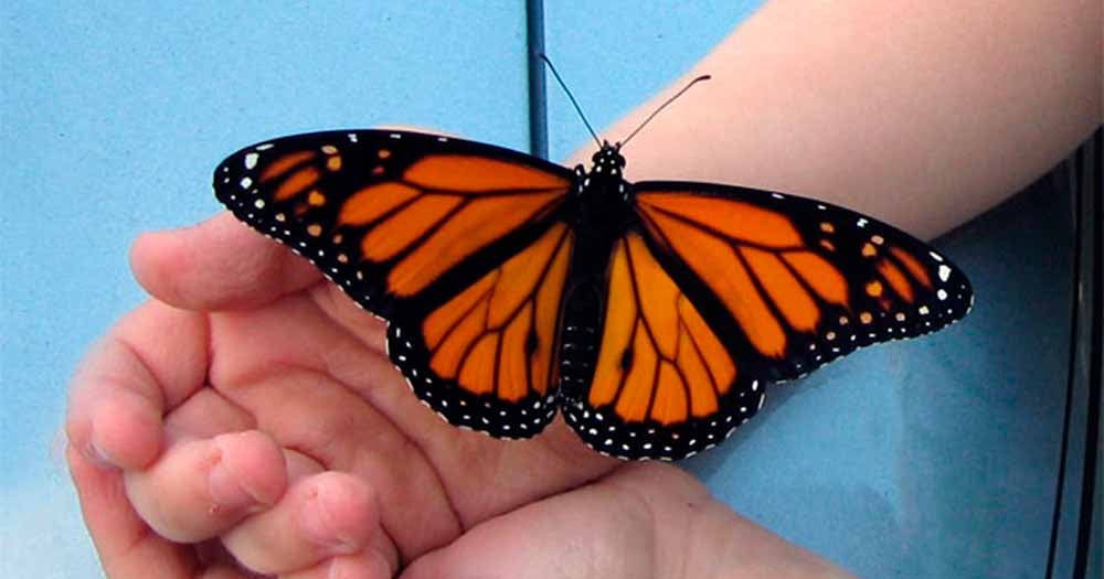 Hábitat, clave para cuidar los insectos