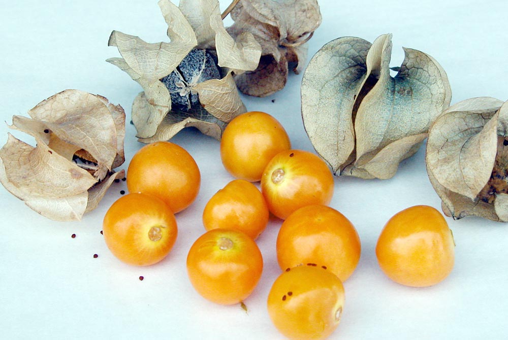 Uchuva, con todo el impulso para entrar al mercado de Asia ...