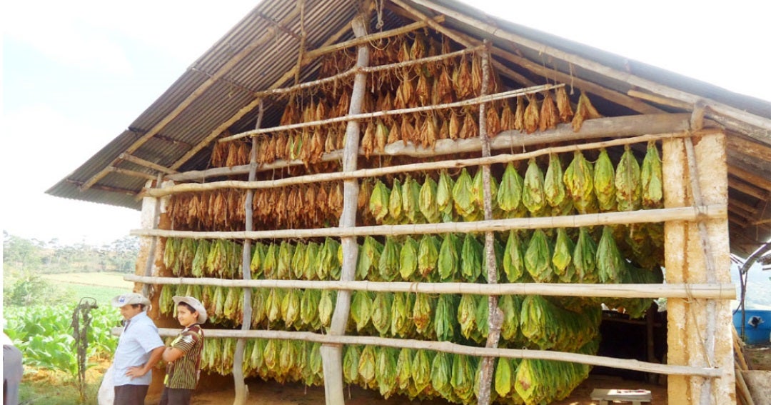 En cuatro años, la producción de tabaco local bajó 23% y llegó a 10.034 ...