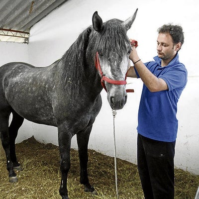 Conozca la técnica de EE.UU. para domar a los caballos más finos ...