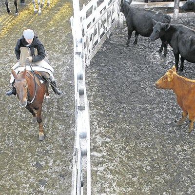 Construir un corral, tarea de cuidado | Agronegocios.co