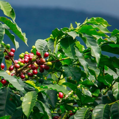 Manejo integrado de la broca, el repase | Agronegocios.co