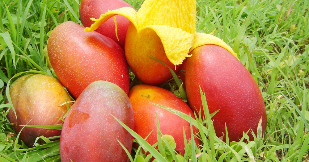 Construirán centro de acopio para productores de mango en el ...