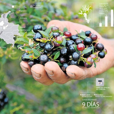 Agraz, el fruto silvestre que toma fuerza | Agronegocios.co