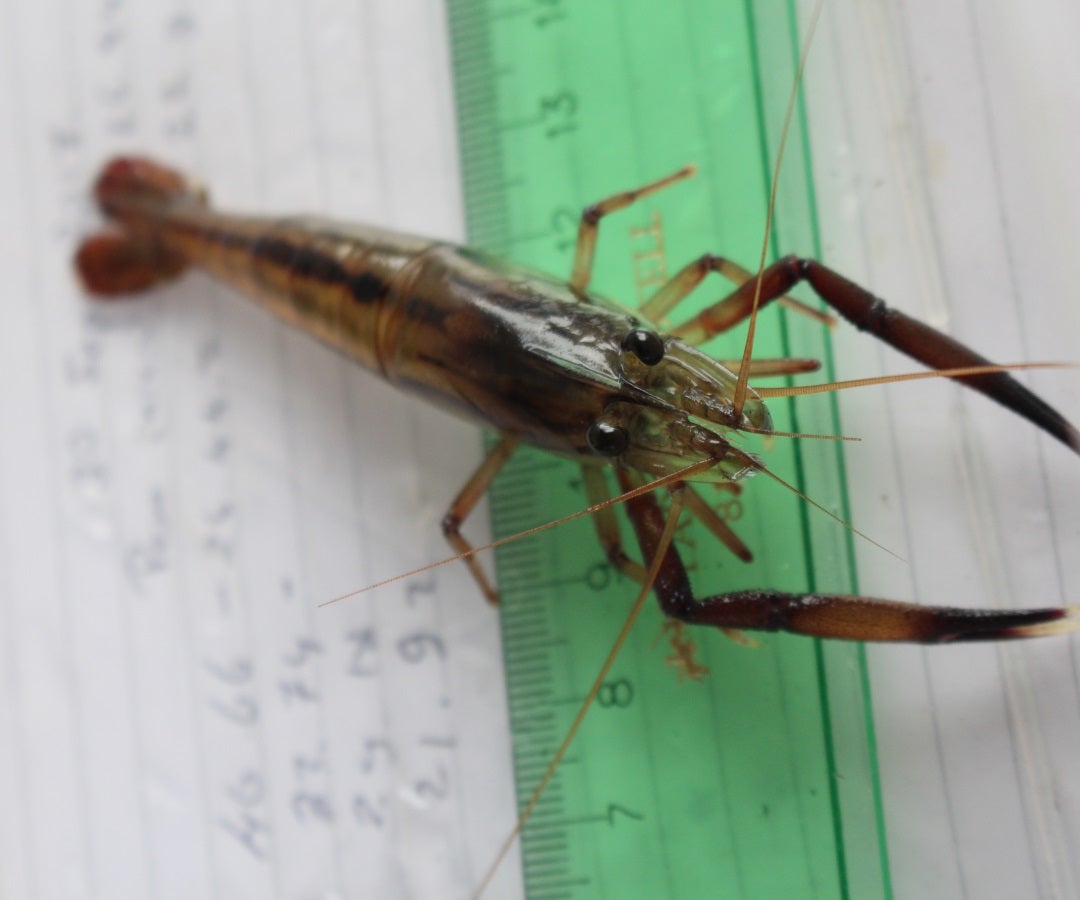 Camarones munchilla podrían reproducirse en cautiverio | Agronegocios.co