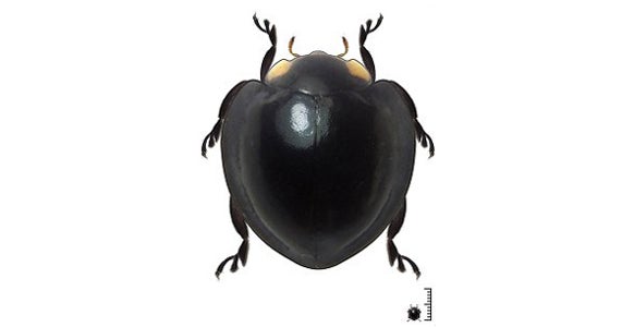 Descubren nueva especie de insecto coccinélido en Antioquia y Cauca