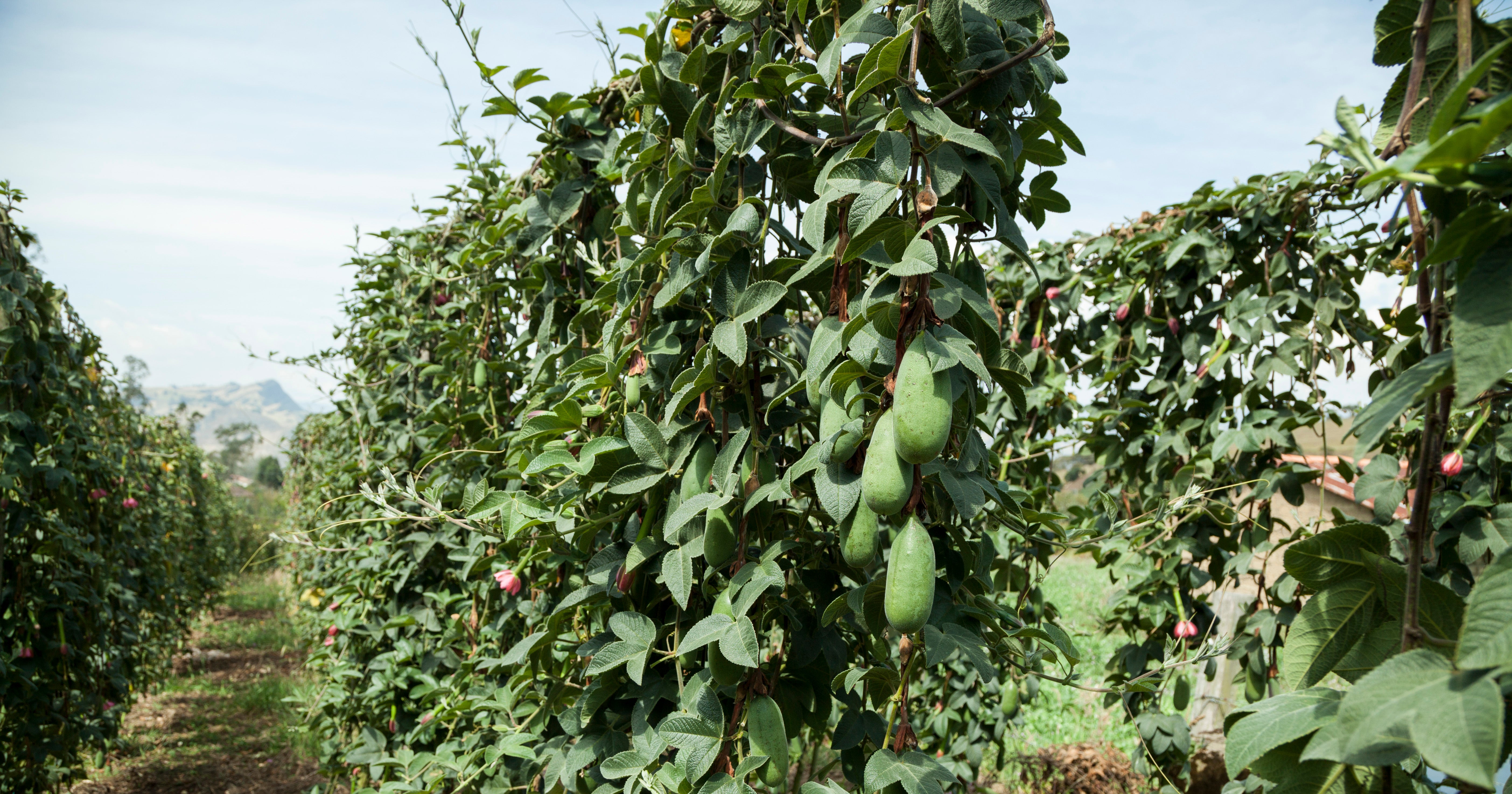 La curuba es una de las passifloras que dan más rentabilidad a los ...