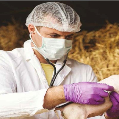 Sepa cómo identificar a tiempo a los animales infectados con circovirus ...