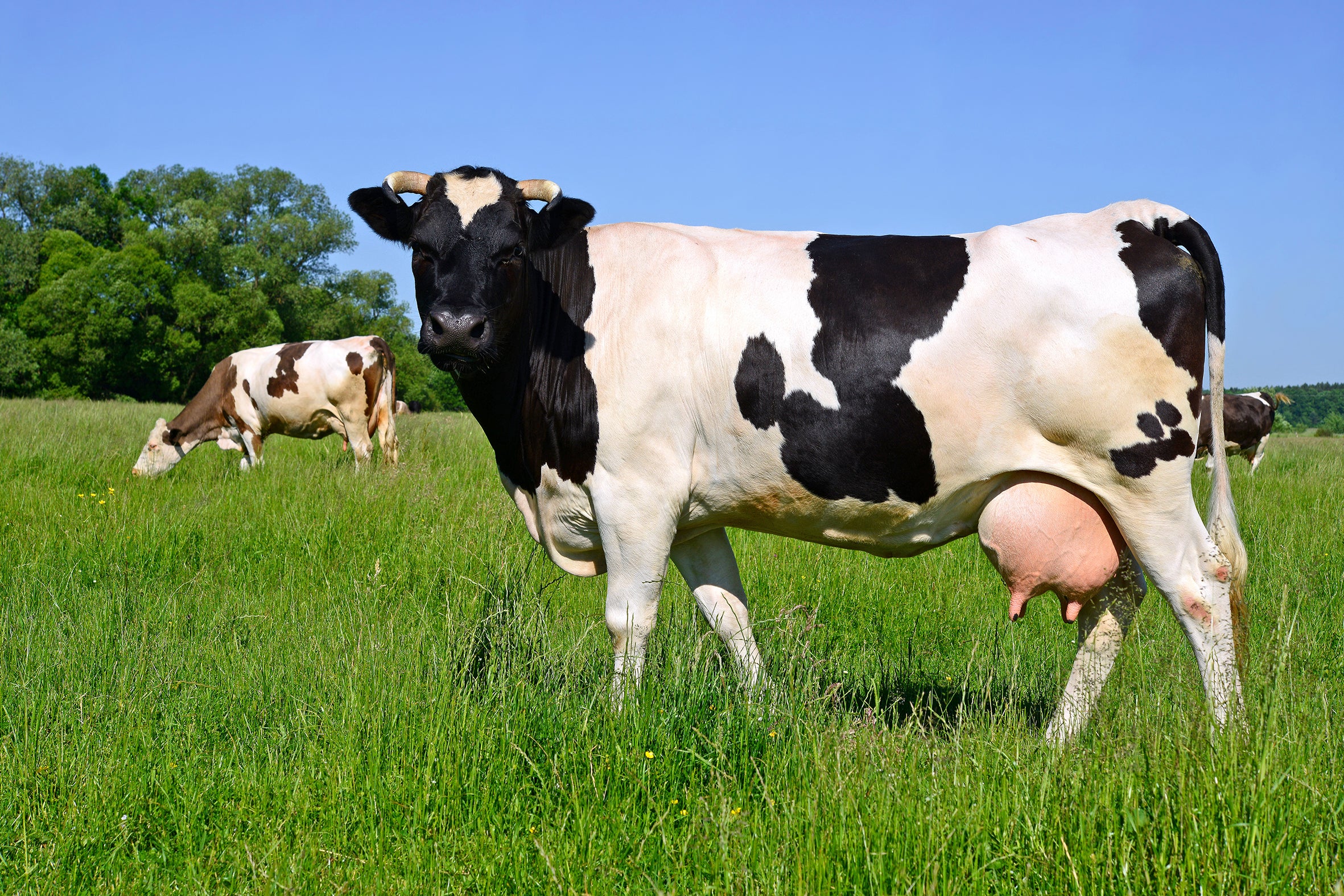 La leche pelea por su nombre y su origen