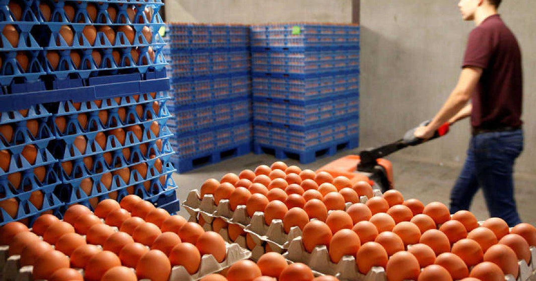 Huevos de gallinas criollas esenciales para la alimentación debido a su ...
