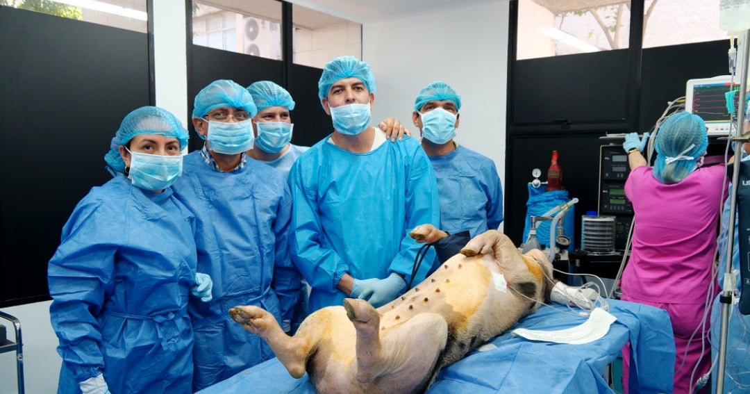 Innovación con células madre para el trasplante de órganos, un avance ...