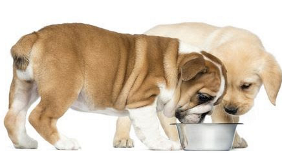 Las grasas son fundamentales en una nutrición completa y equilibrada ...