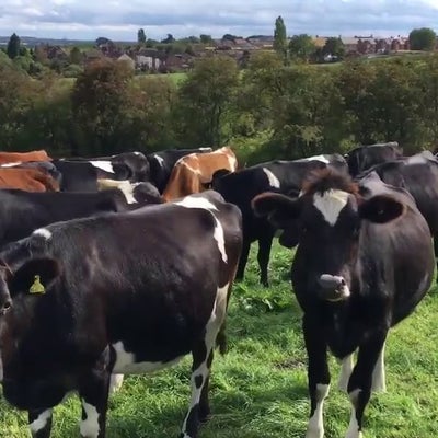 Kiwi Cross, la raza de Nueva Zelanda que es ideal para productos ...