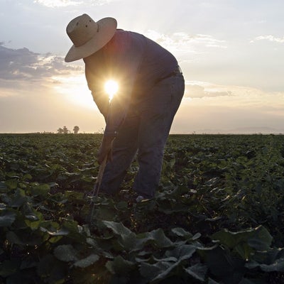 Conozca los beneficios de bioherbicidas en la aspersión de cultivos ...