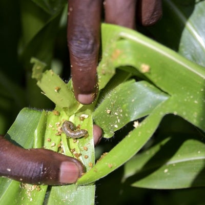 Estos son los insectos que podrían luchar contra los gusanos de ...