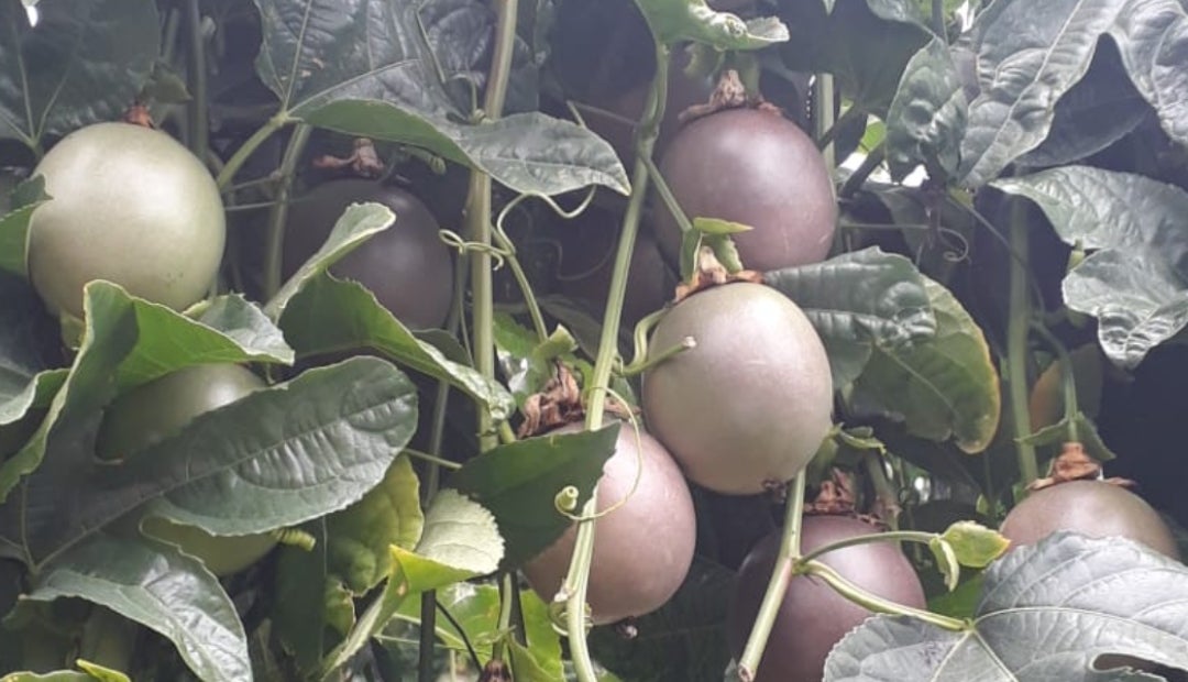 La exportación de gulupa superó las 8.109 toneladas y 2.013 hectáreas ...