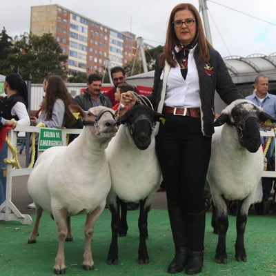 Ovinos en Colombia producen cerca de 15.000 toneladas de carne al año ...