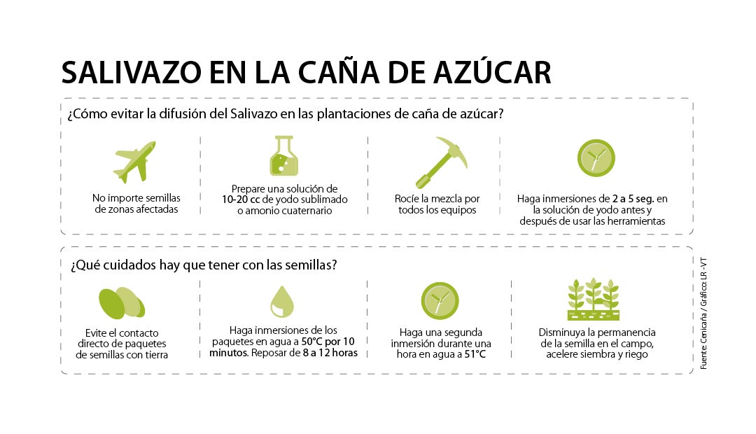 Conozca las claves para controlar la propagación del salivazo en ...