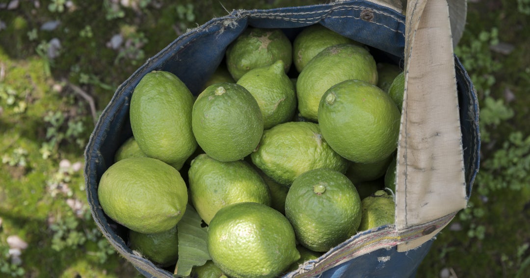 Sube el riesgo de plaga del limón en Perú y Colombia por bajos ...