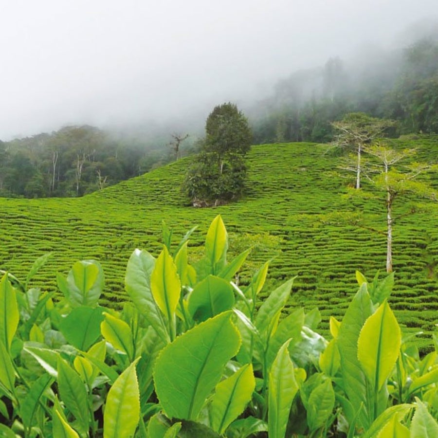 Té Bitaco iniciará su exportación a cinco nuevos países a partir de ...