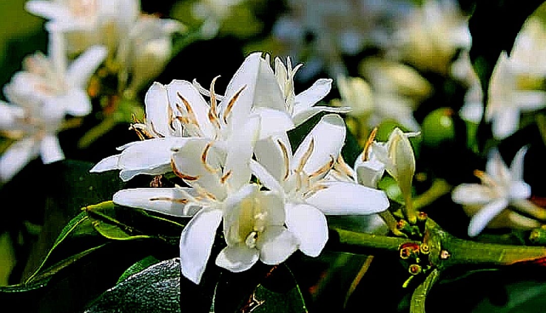 Los cultivos de flores en Boyacá fueron intervenidos por el tema de ...