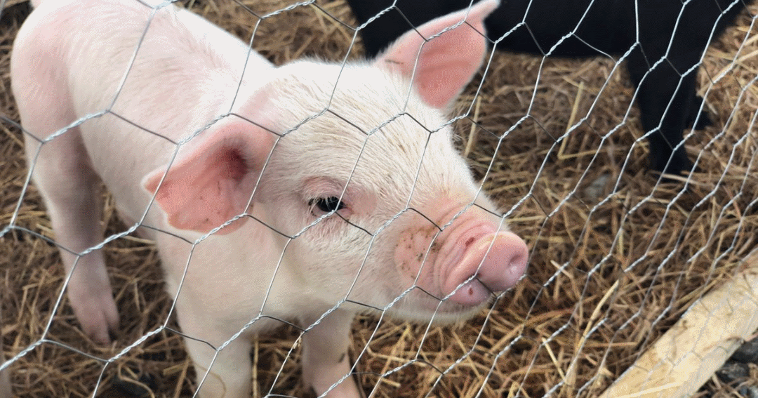 Conozca cuáles son los cuidados que debe tener para criar un mini pig ...