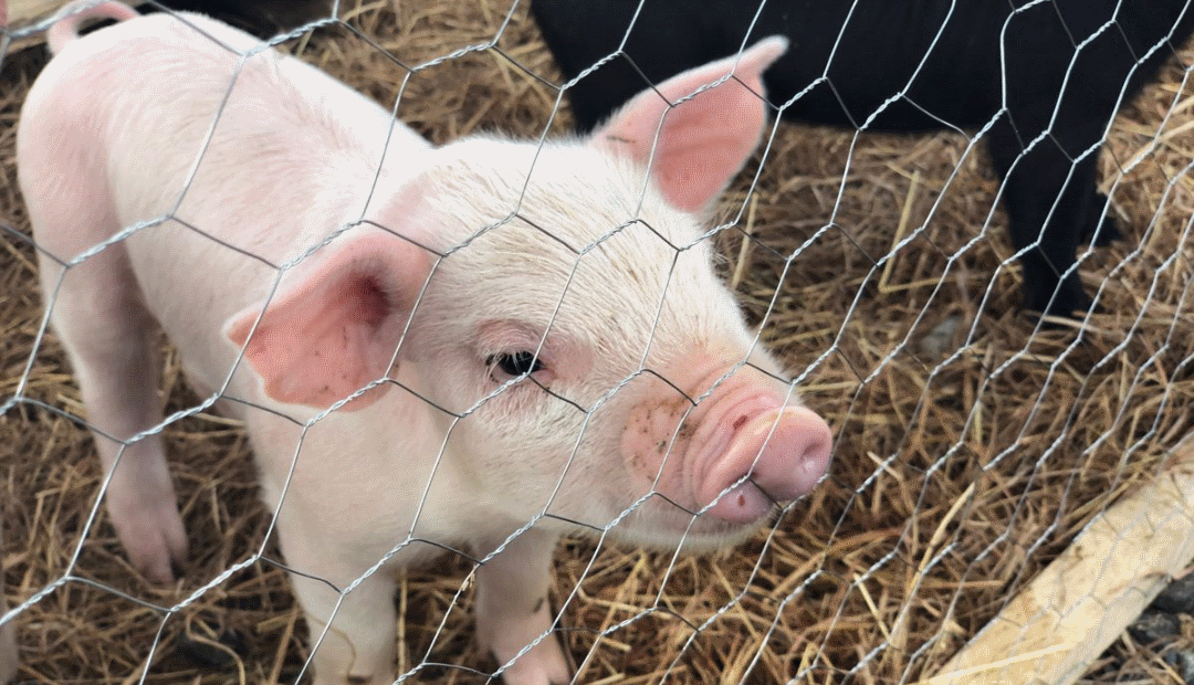 Conozca cuáles son los cuidados que debe tener para criar un mini pig ...