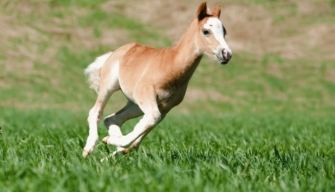 Esto es lo que debe saber sobre la alimentación y nutrición adecuada de ...