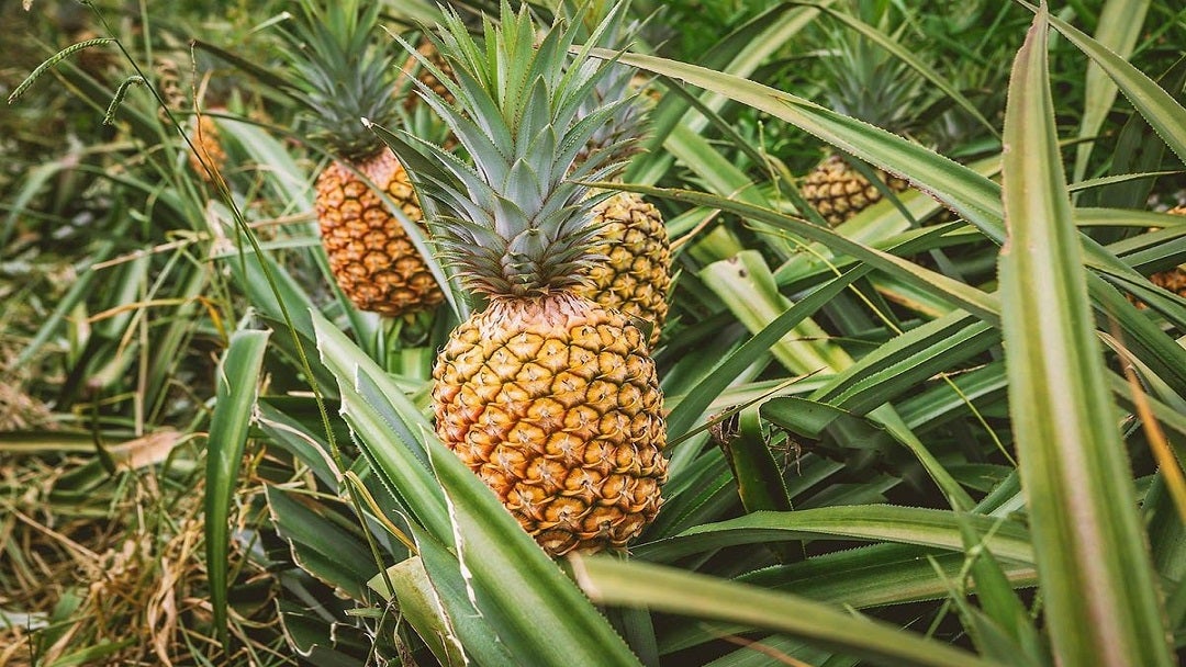 Piña Gold Detalles Del Precio Agronegocios Co