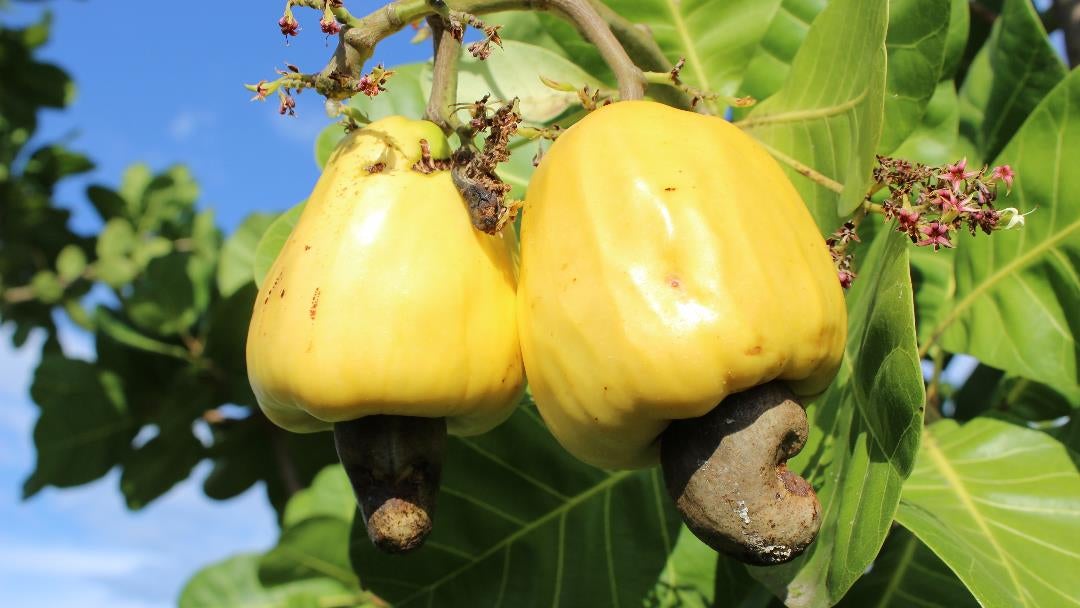 Limón Tahití - Detalles del Precio | Agronegocios.co