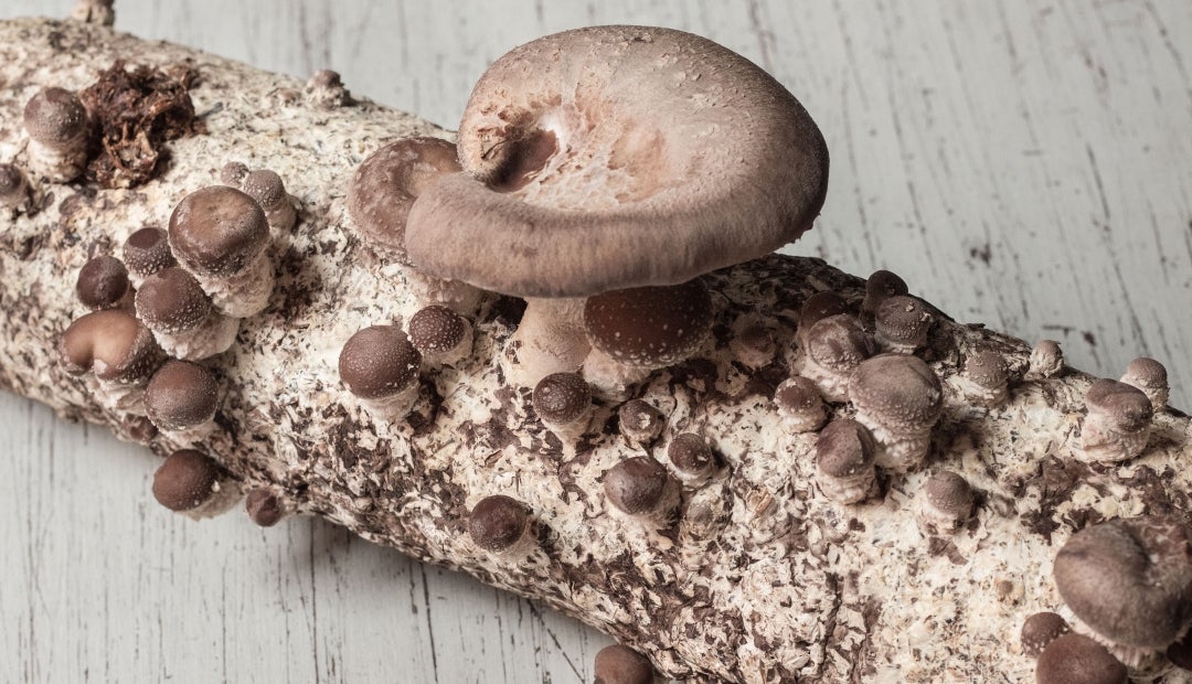 Aprenda cómo funciona el cultivo de hongos shiitake desde su residencia urbana | Agronegocios.co