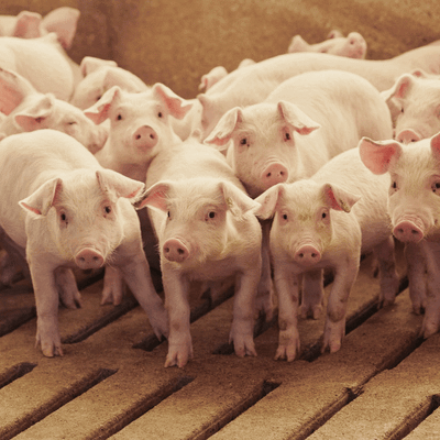 Bancos de germoplasma animal, una forma para conservar la genética de ...