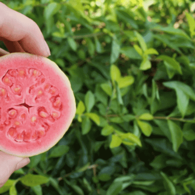 Agricultores del Valle del Cauca producirán dos nuevas variedades de ...