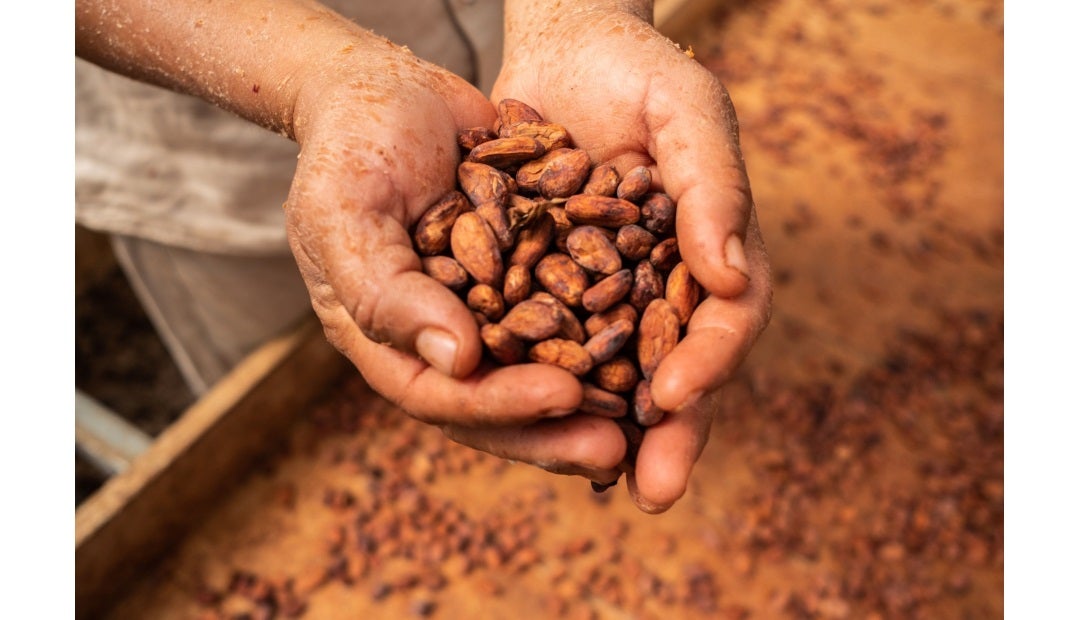 El cacao es un alimento con potencial para mejorar la alimentación de ...