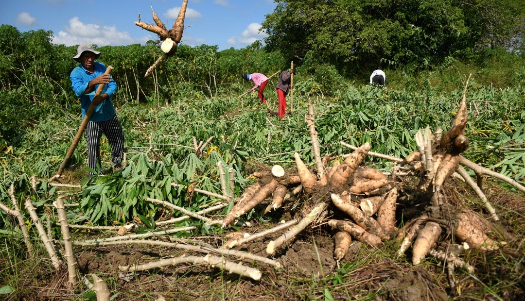 Programa 'Sembrando yuca, cultivamos progreso' ya ha beneficiado a 286 ...