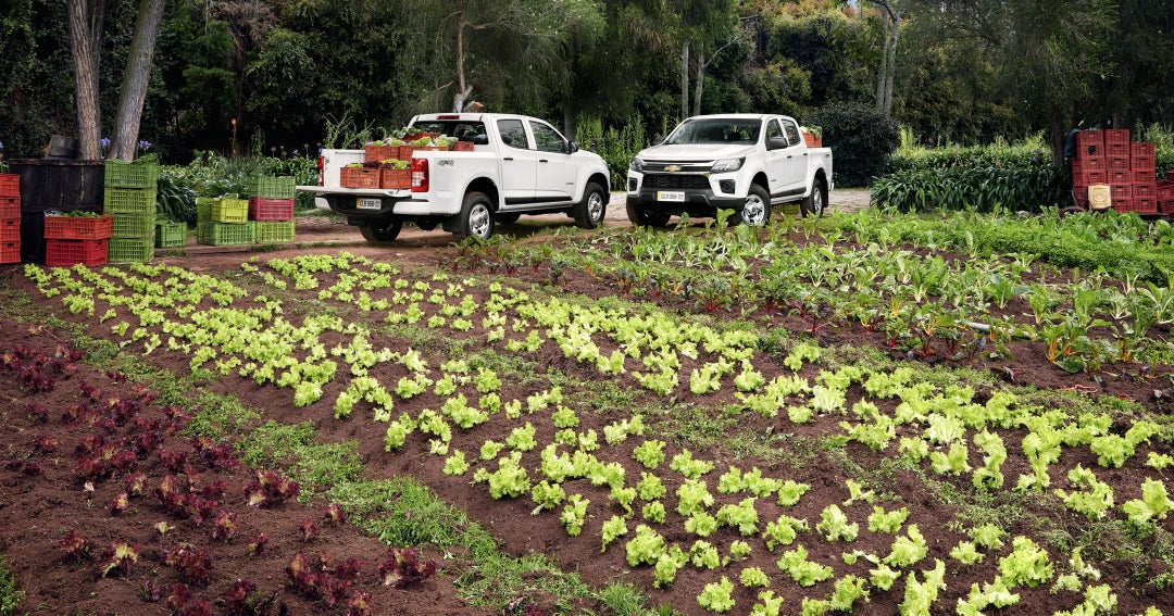 Chevrolet Colorado LS y LT buscan convertirse en el mejor aliado del ...