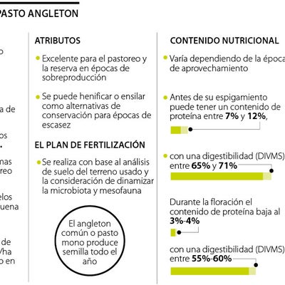 El pasto angleton se convierte en una buena opción para la elaboración ...