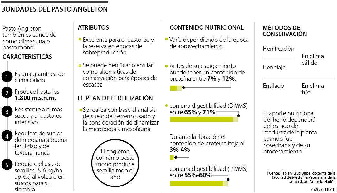 El pasto angleton se convierte en una buena opción para la elaboración ...