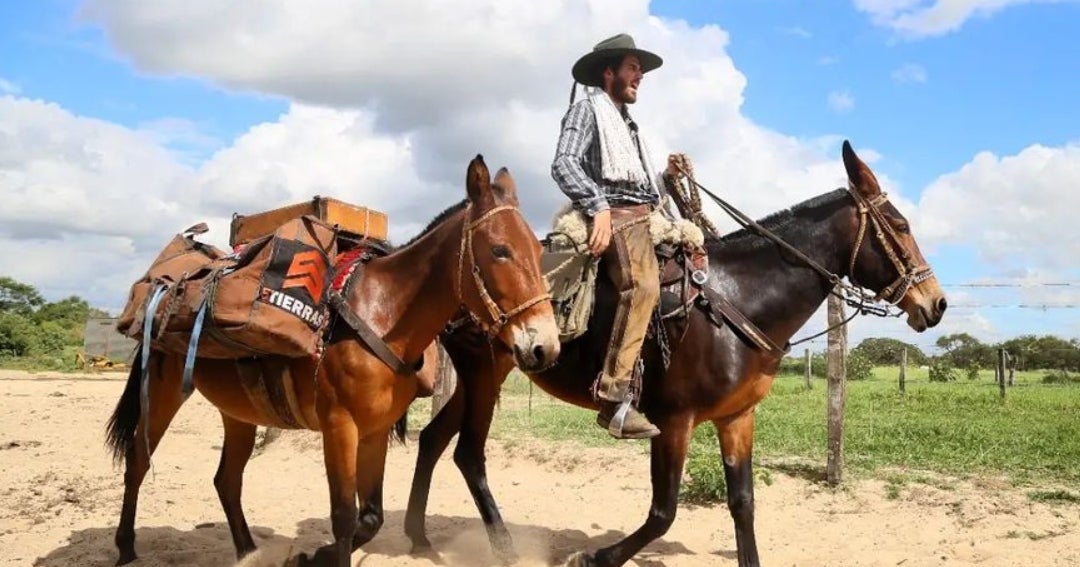 Las mulas que podrían ser sacrificadas en Argentina si no se deportan a ...